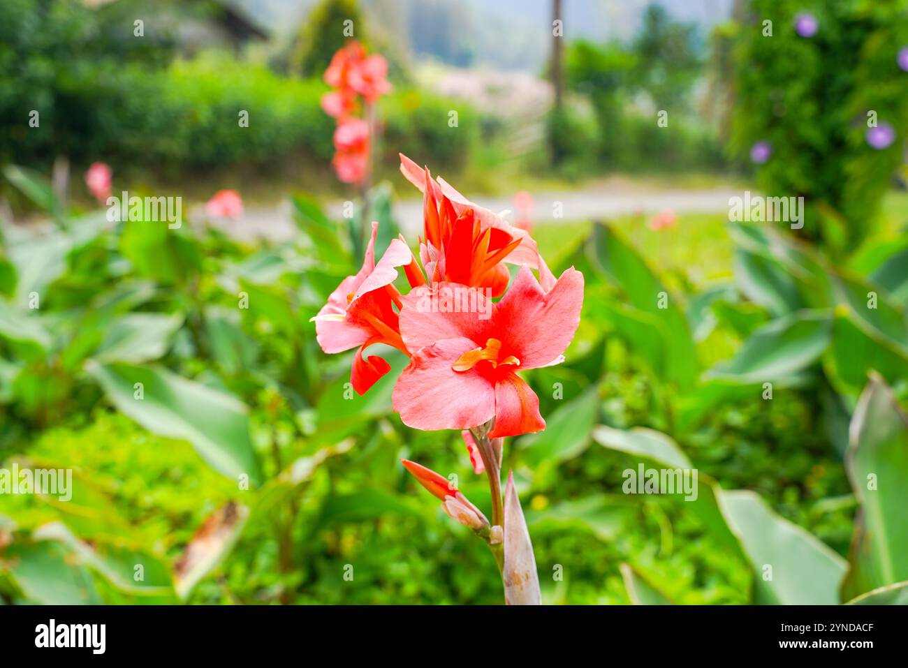 Canna lily red velvet hi-res stock photography and images - Alamy