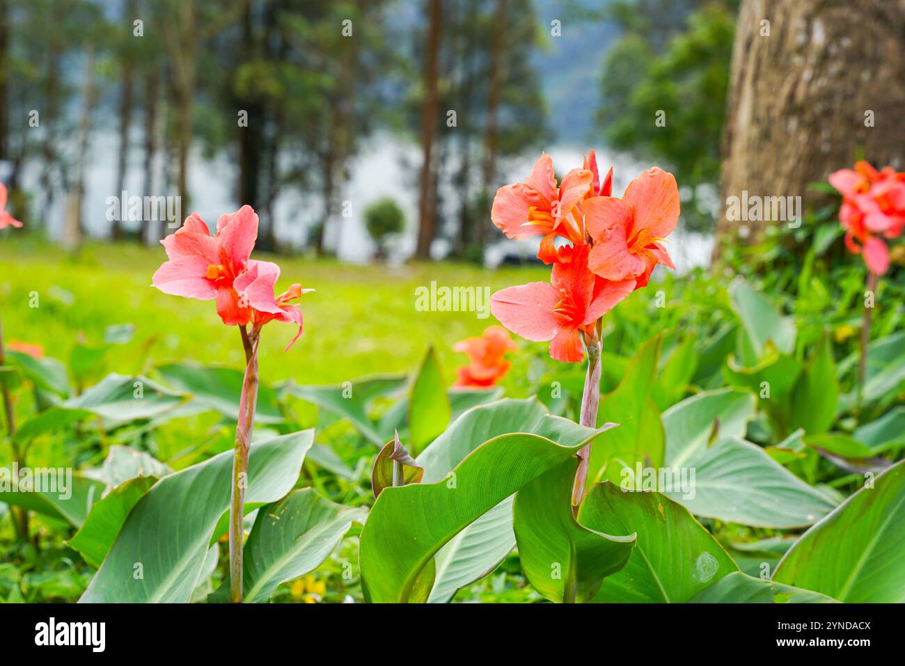 Canna or canna lily is the only genus of flowering plants in the family ...