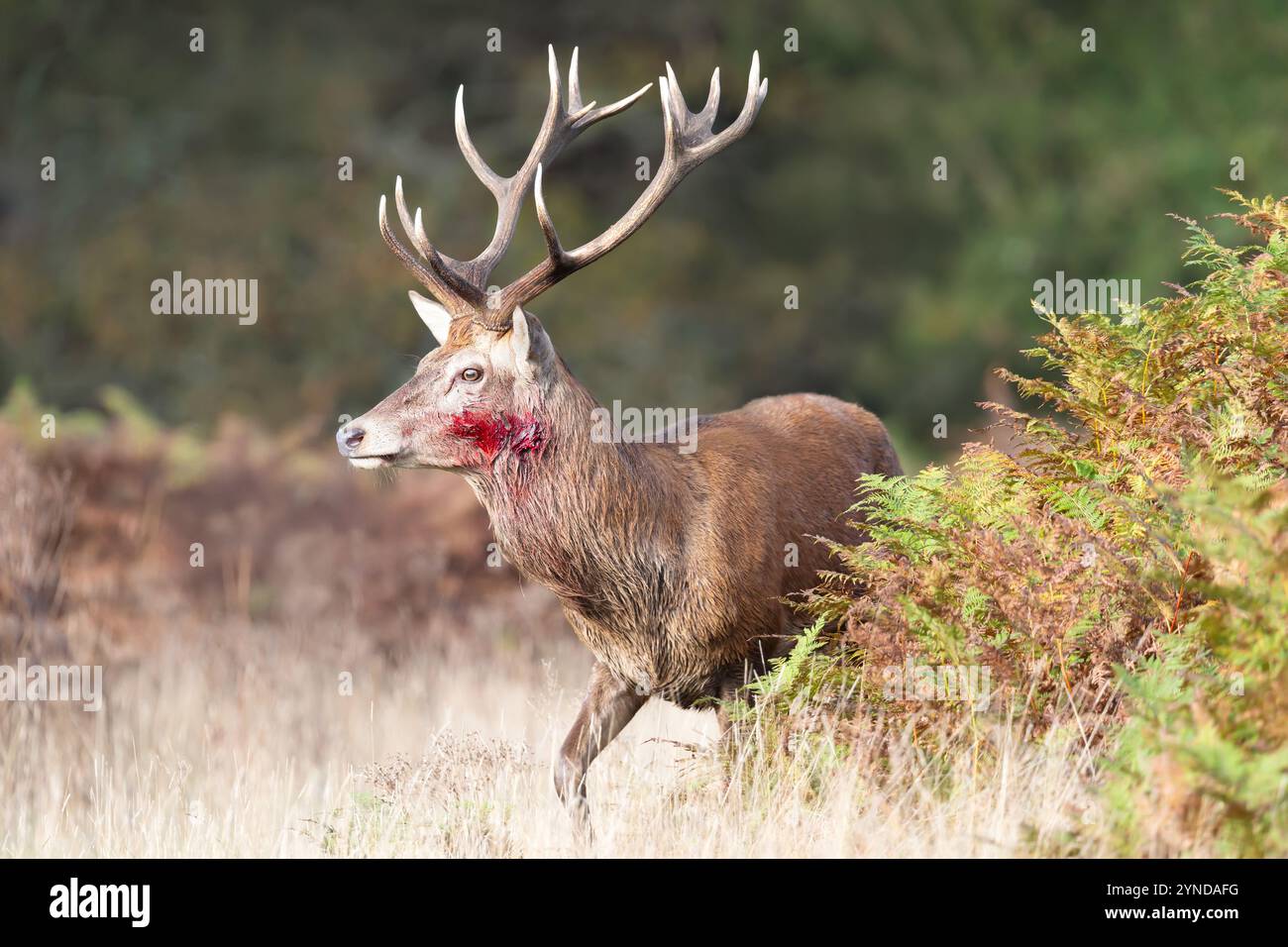 Red stag head uk hi-res stock photography and images - Alamy