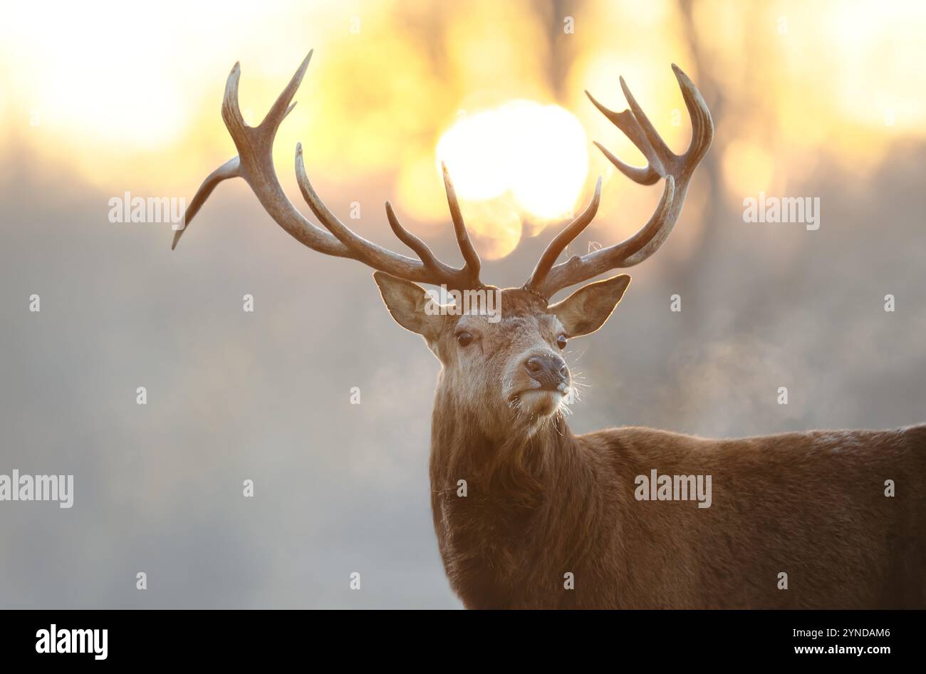 Stag sun winter hi-res stock photography and images - Alamy