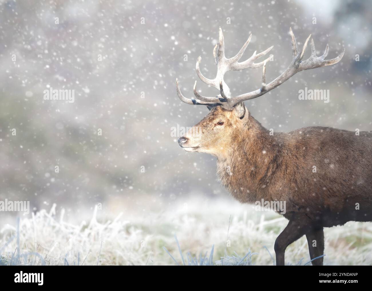 Portrait of a red deer stag in the falling snow in winter, UK Stock ...