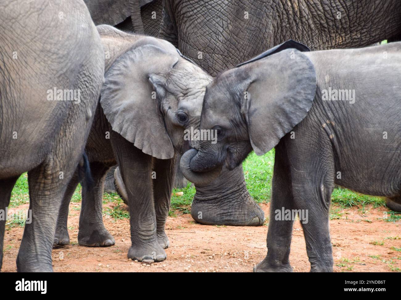 Hug elephants sanctuary hi-res stock photography and images - Alamy