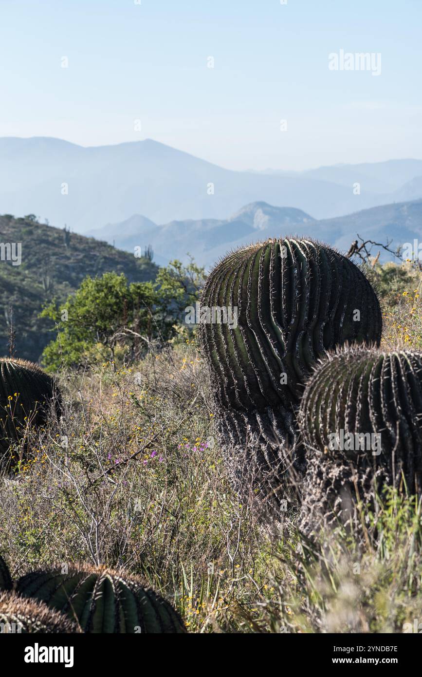 Barrel Cacti probably 100s of years old in xeric shrubland in the Valle da Tehuacan-Cuicatlan ...
