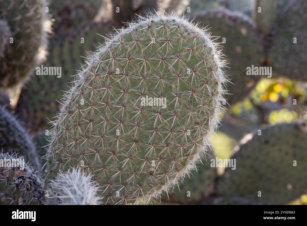 Cladode hi-res stock photography and images - Alamy