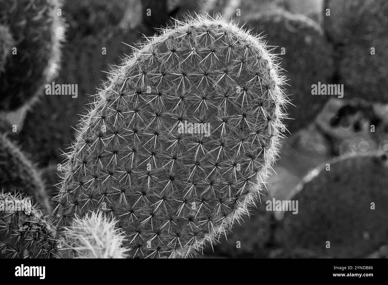 Phylloclade Black and White Stock Photos & Images - Alamy
