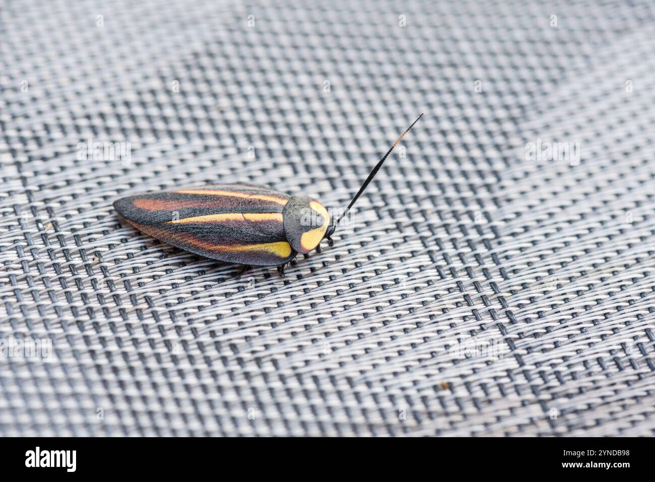 Rochaina mexicana hi-res stock photography and images - Alamy