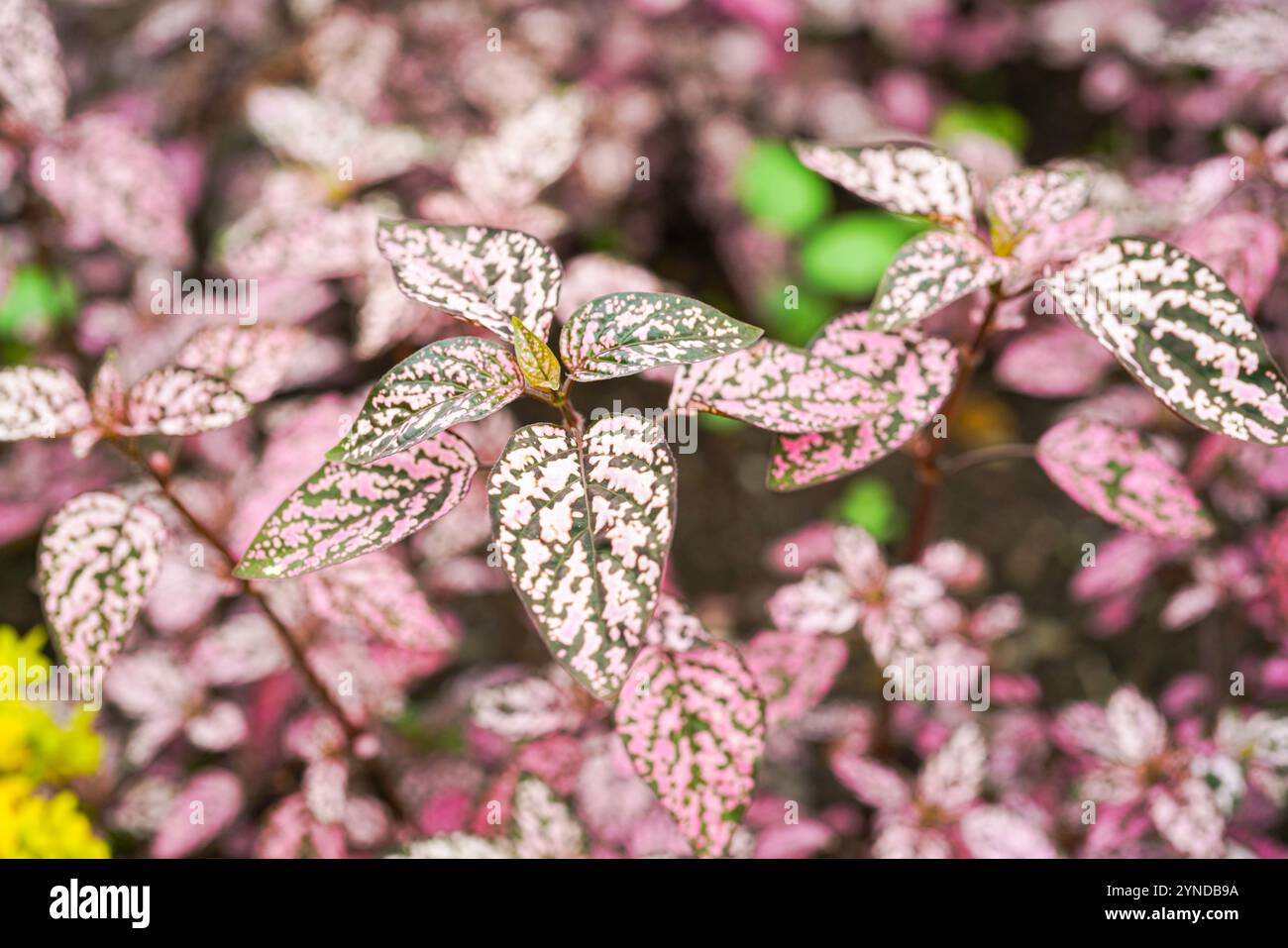 Plant hypoestes phyllostachya hi-res stock photography and images - Alamy