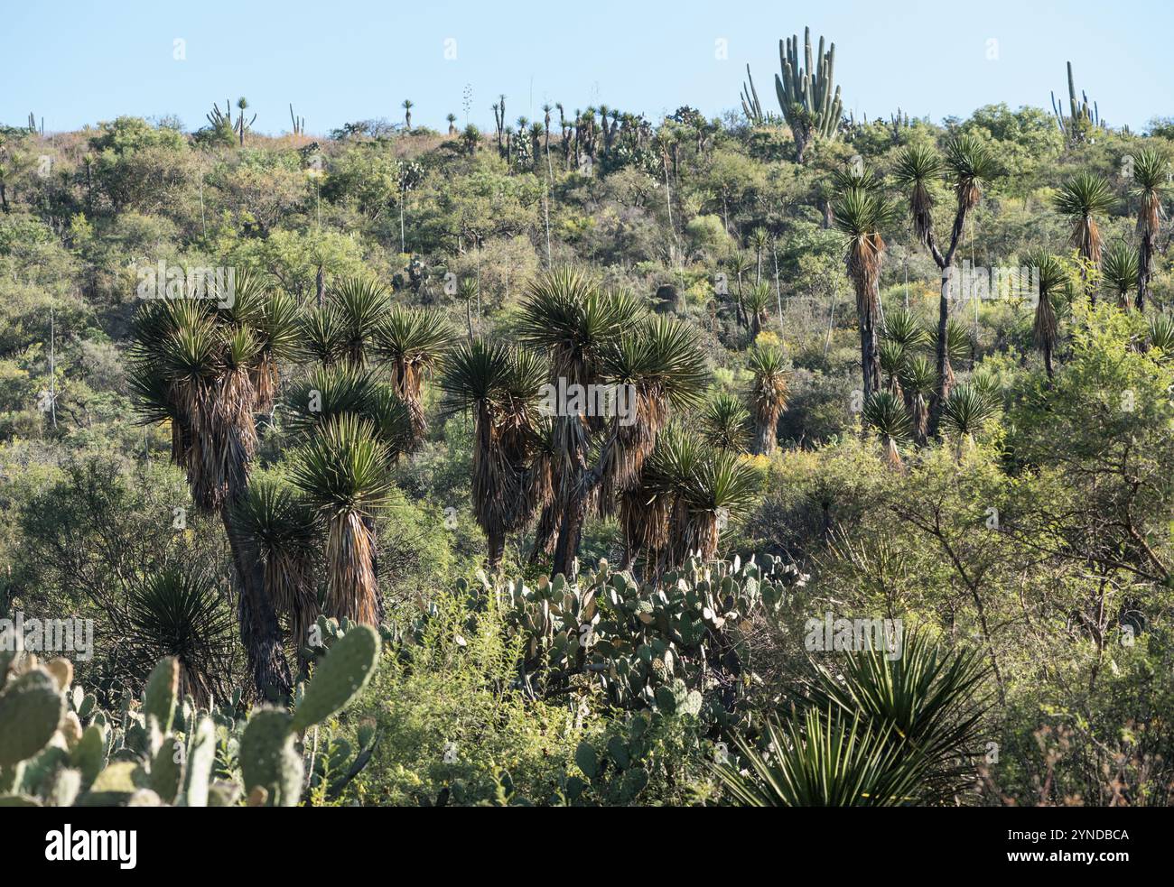 Cacti filled xeric shrubland in the Valle da Tehuacan-Cuicatlan in ...