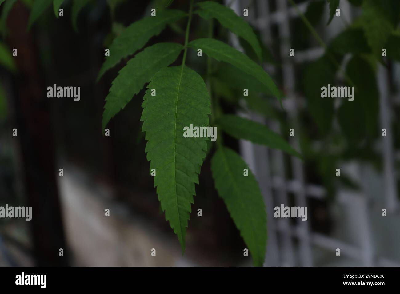 Neem leaf detailed hi-res stock photography and images - Alamy
