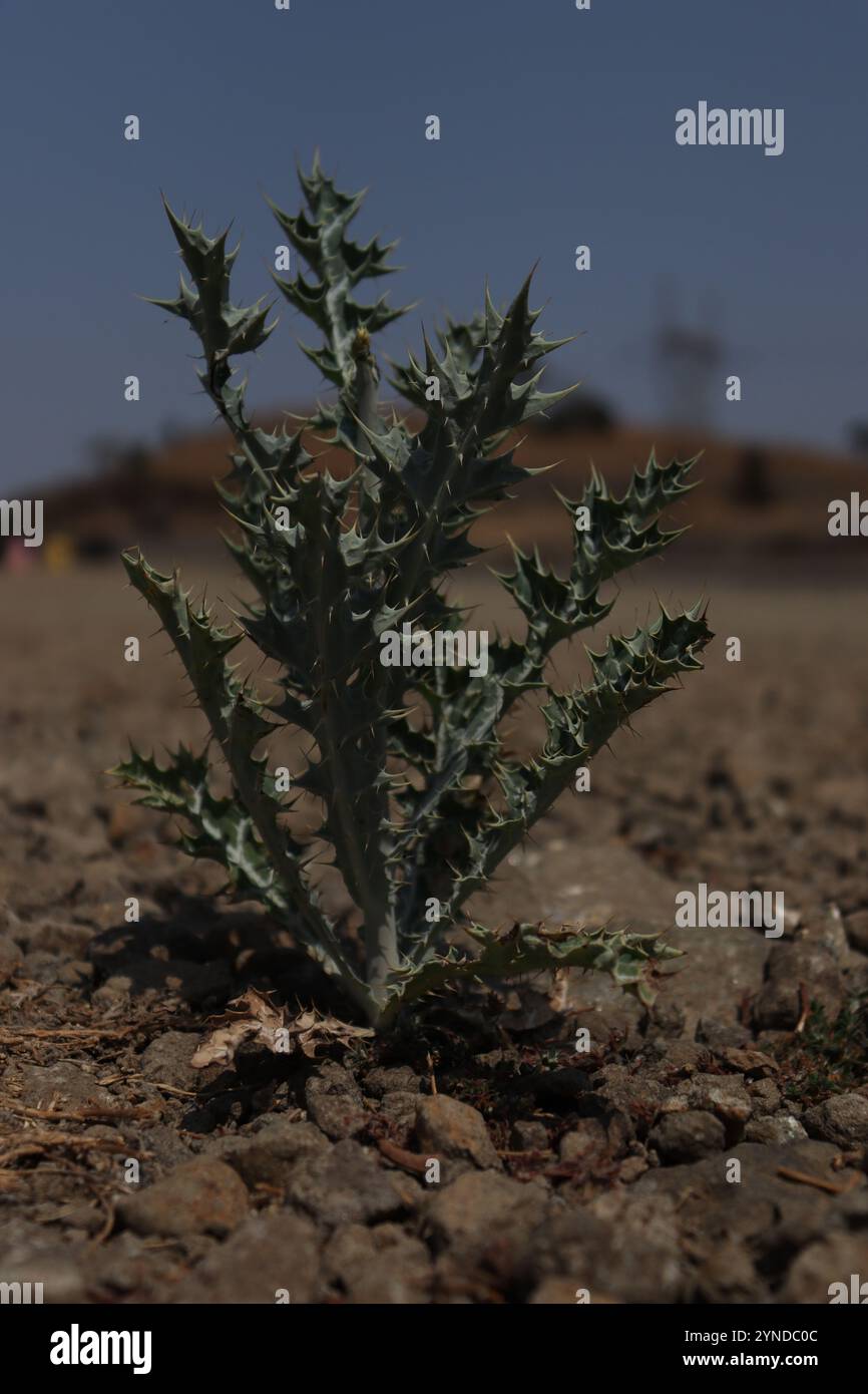 Raw images nature hi-res stock photography and images - Alamy