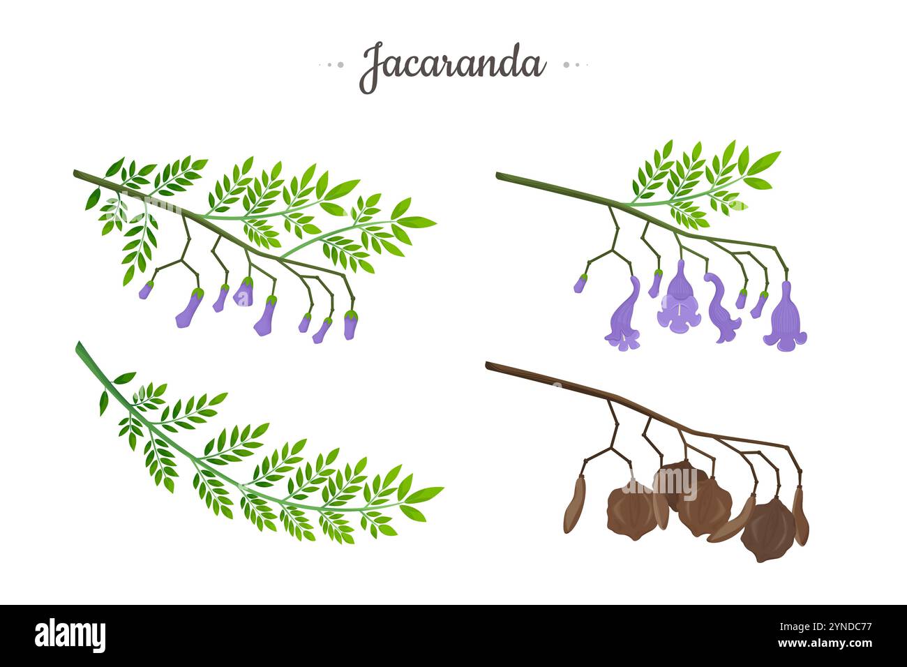 Jacaranda botanical illustration hi-res stock photography and images ...