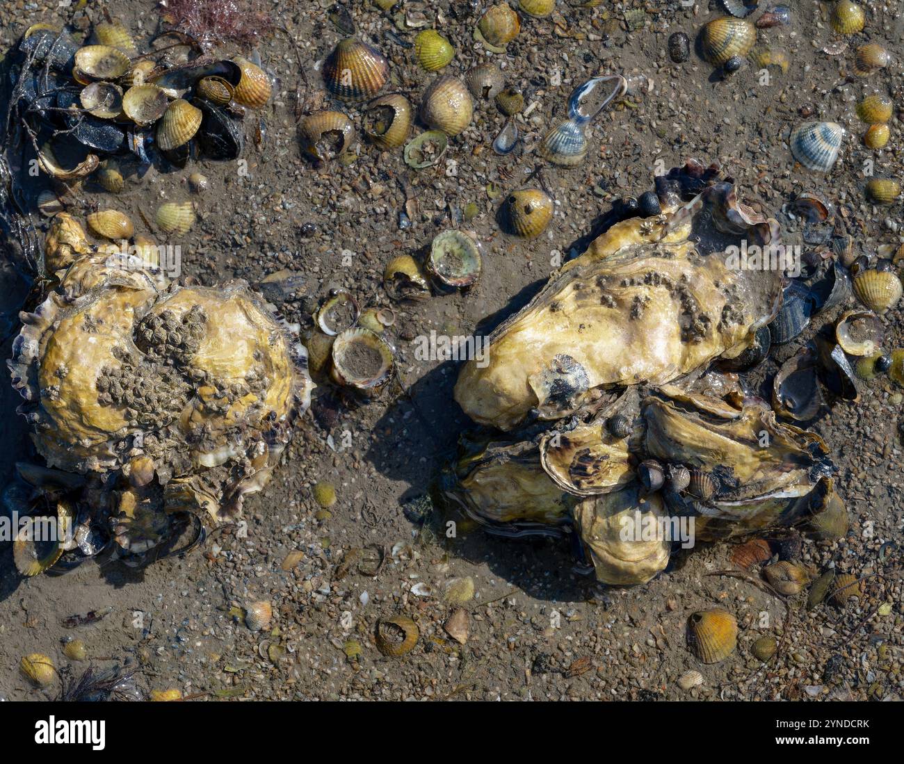 Oyster Shell and Mussels during low tide in North Sea,Wattenmeer ...