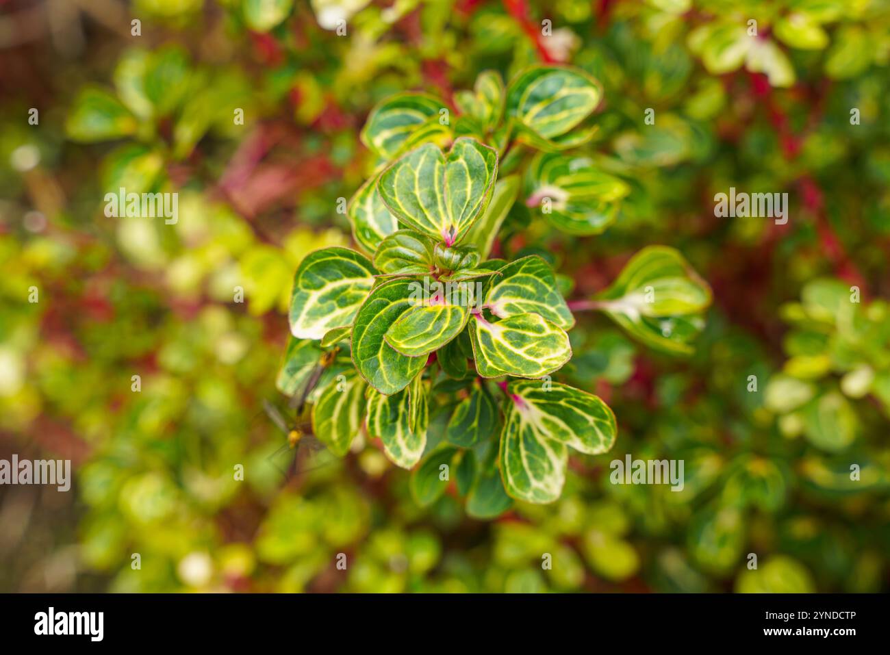 Iresine herbstii or Herbst's bloodleaf is a species of flowering plant ...
