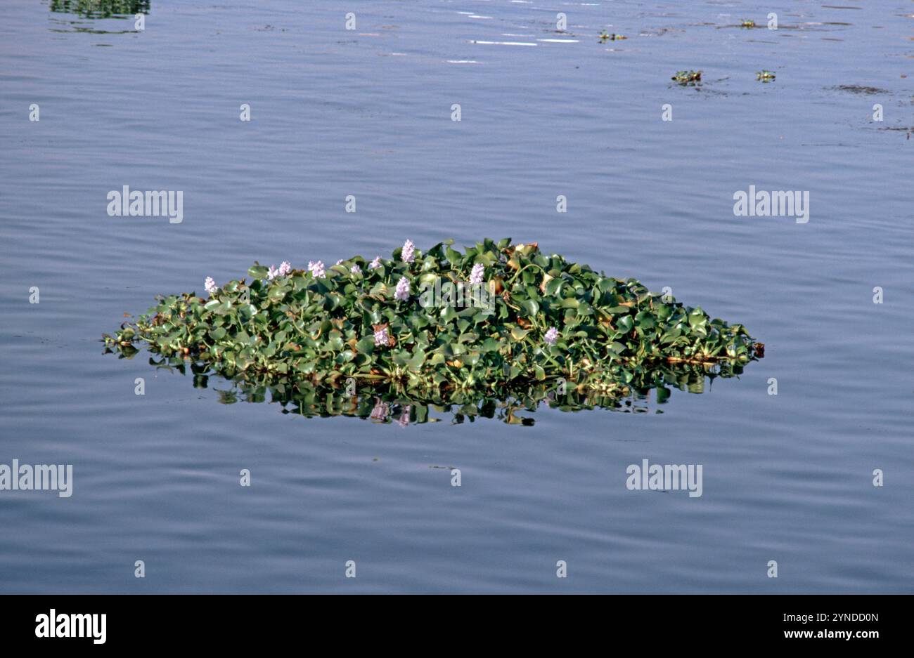 Water hyacinths (Eichhornia) floating in the river Nile near Luxor ...