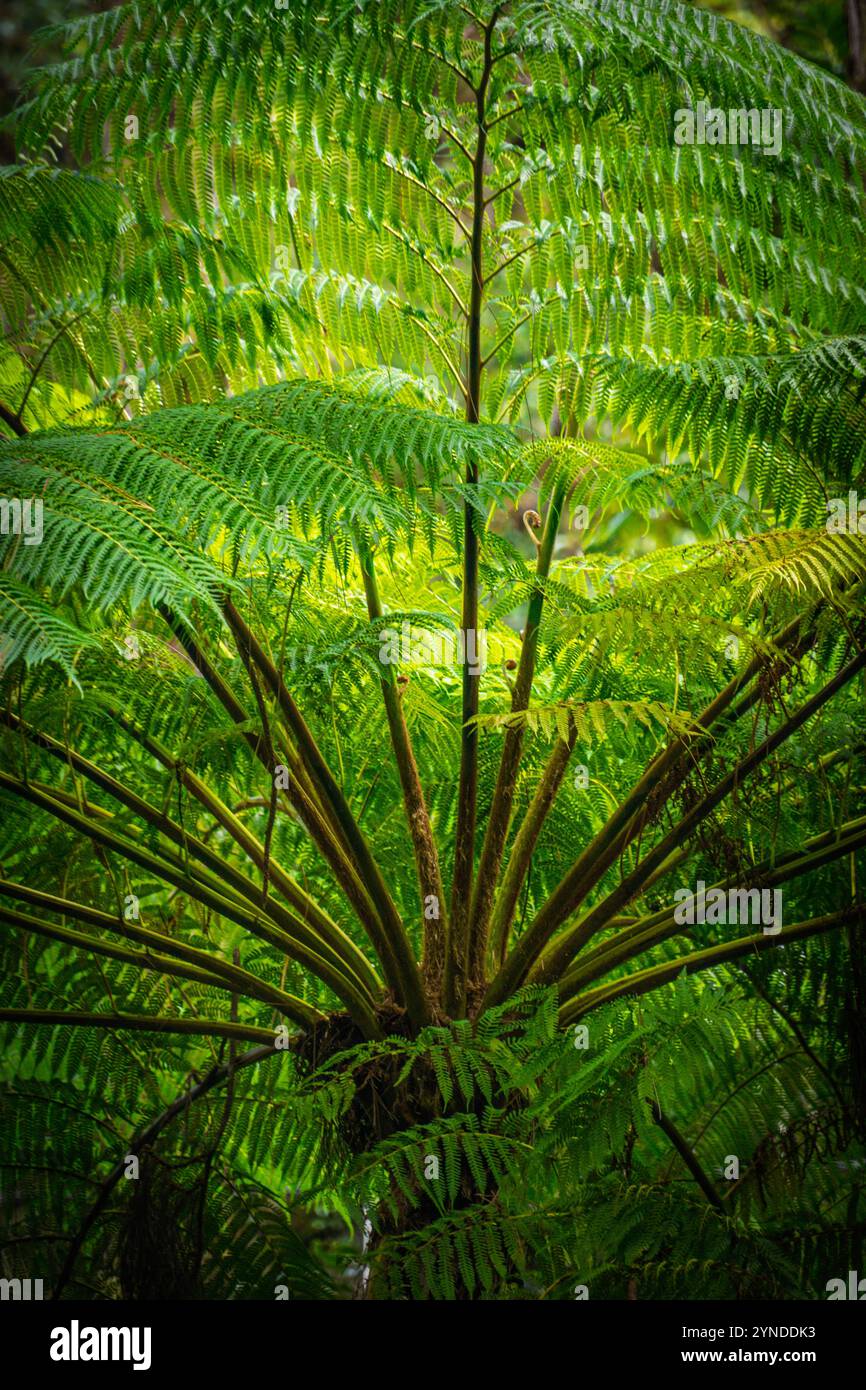Cyathea contaminans, a tree fern that can grow very high in habitats ...