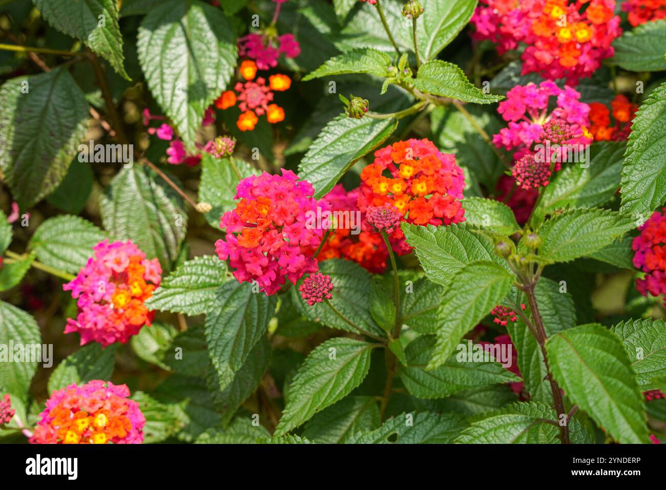 Lantana camara (common lantana) is a species of flowering plant within ...
