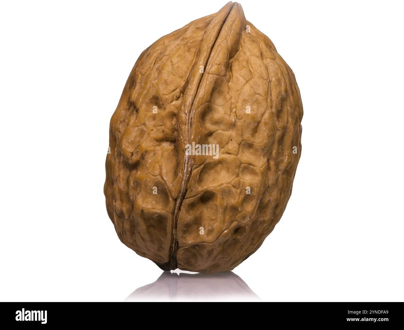 Walnut in shell on white background, macro photo with lots of details ...
