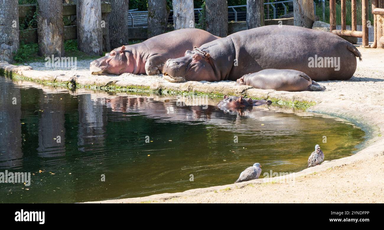 Two hippos sleeping close hi-res stock photography and images - Alamy