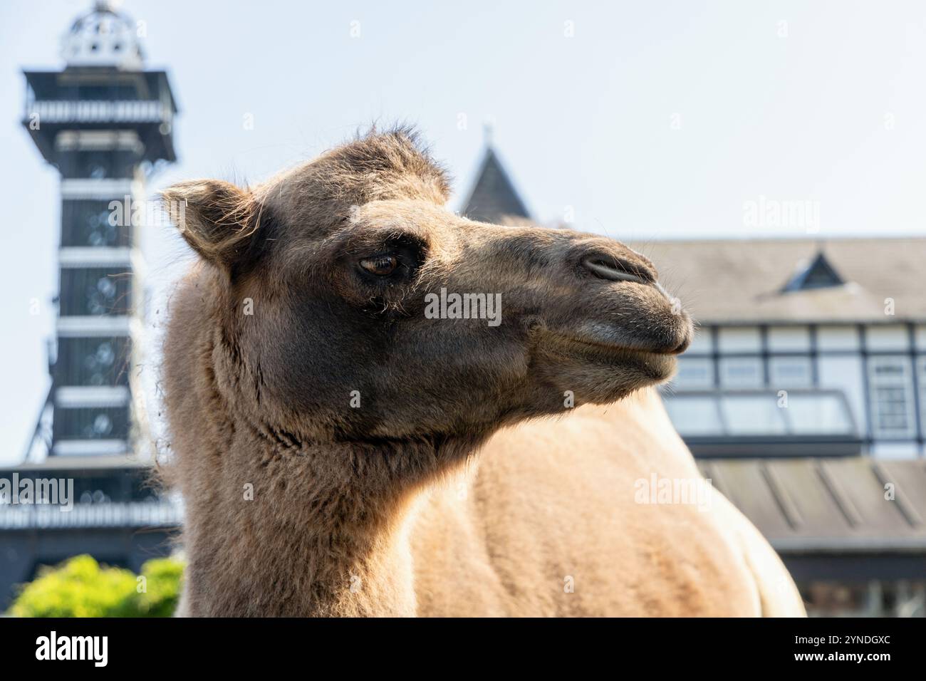 Domestic one humped camels hi-res stock photography and images - Alamy