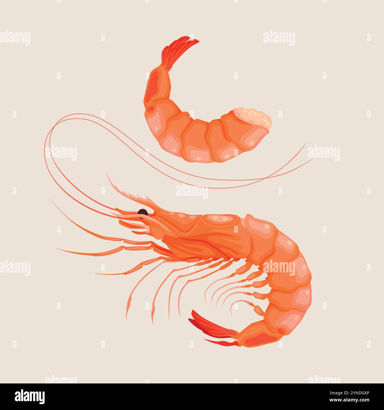 Vector illustration of high detailed shrimp Stock Vector Image & Art ...