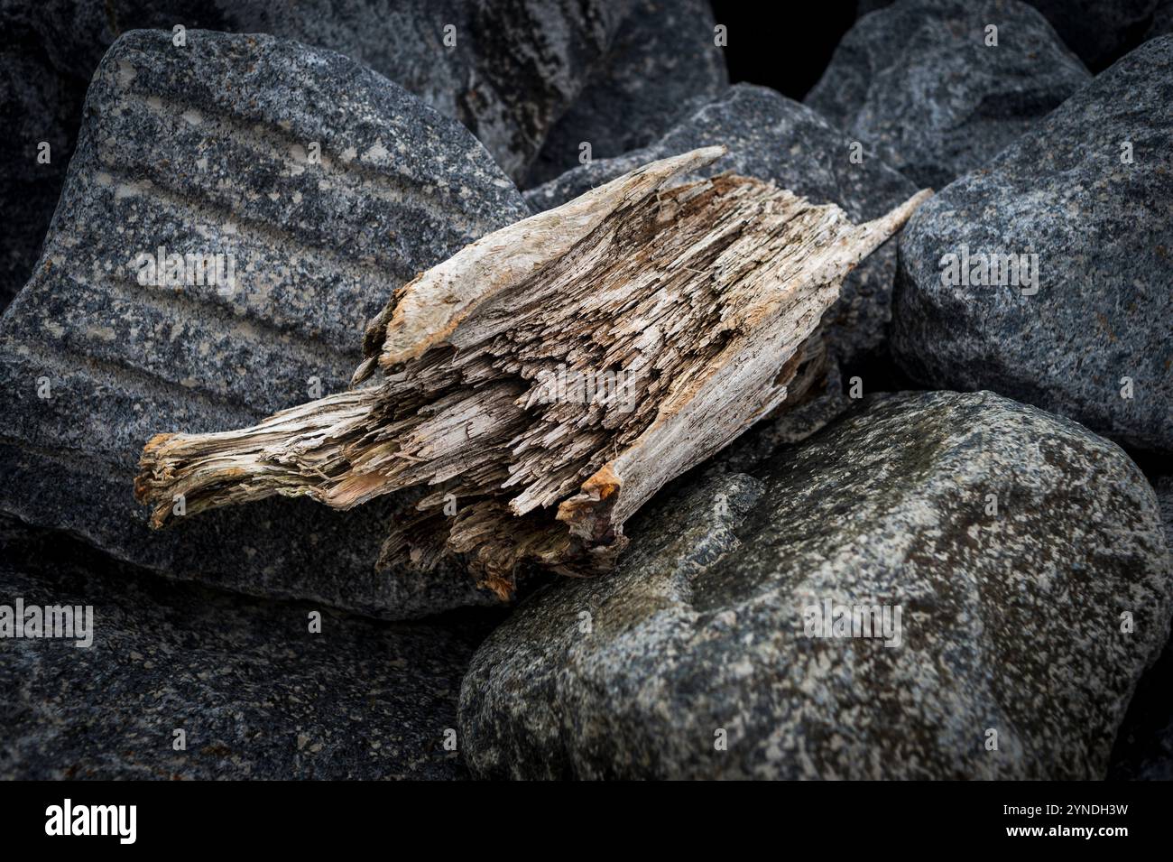 Environment enviroment tree rocks hi-res stock photography and images ...