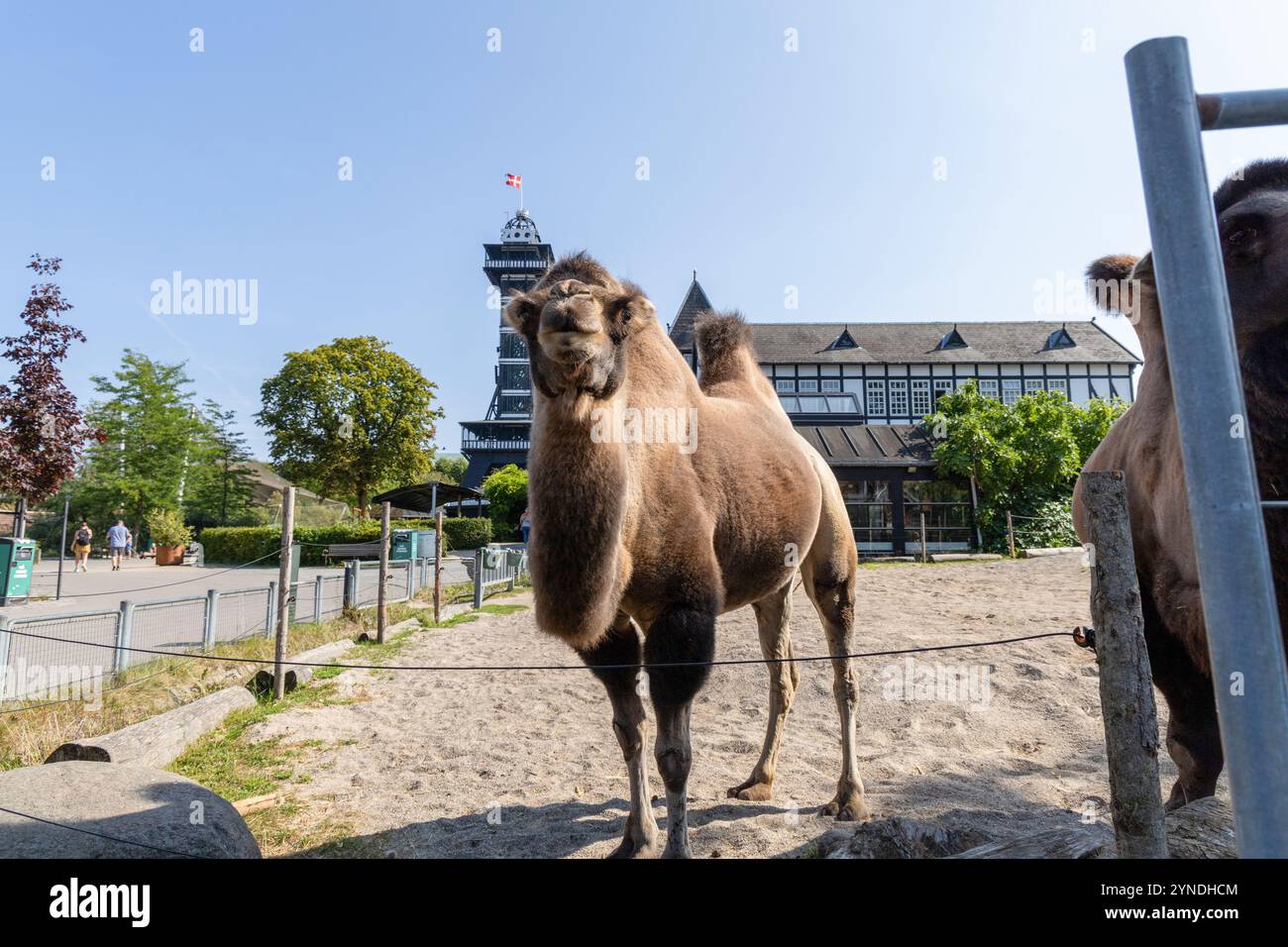 Domestic one humped camels hi-res stock photography and images - Alamy