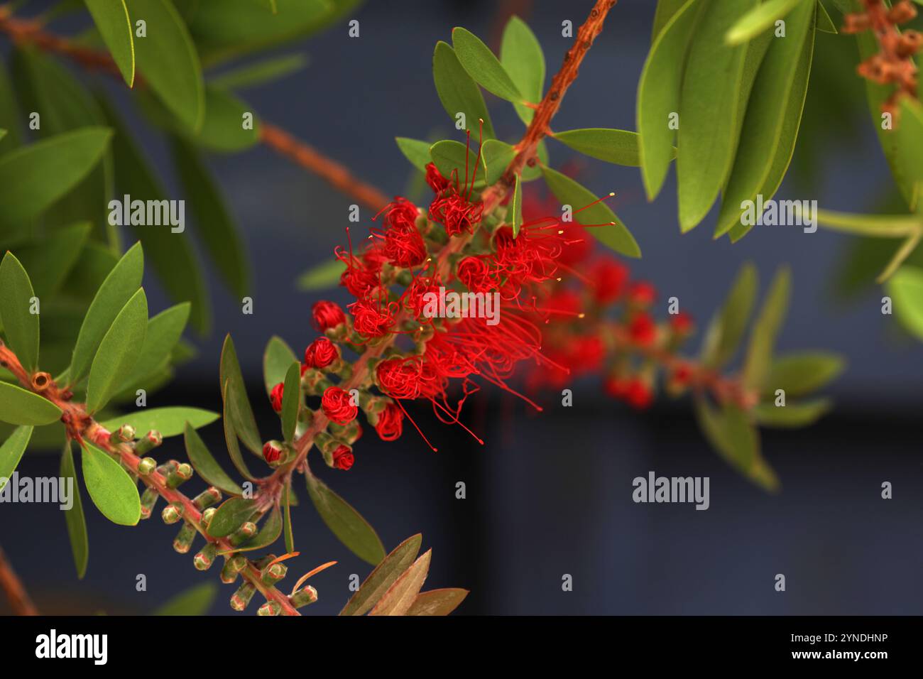 Callistemon shrub bush red flowering Stock Photo - Alamy