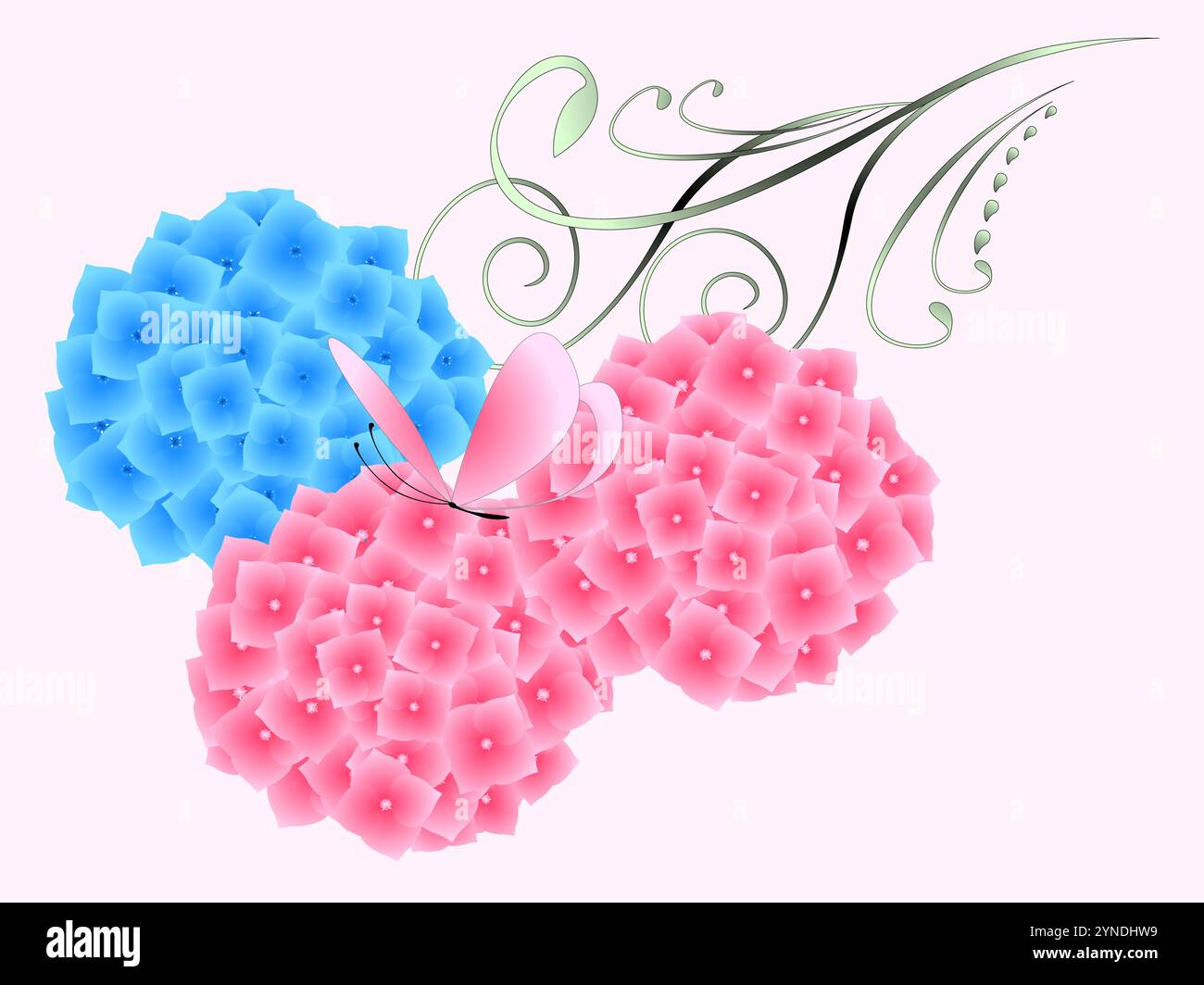 Pink white hydrangeas blooming Stock Vector Images - Alamy