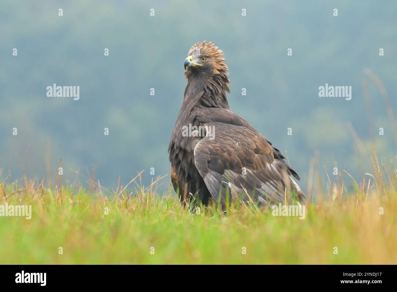 Golden eagle Aquila chrysaetos wildlife prey nature predator beautiful ...