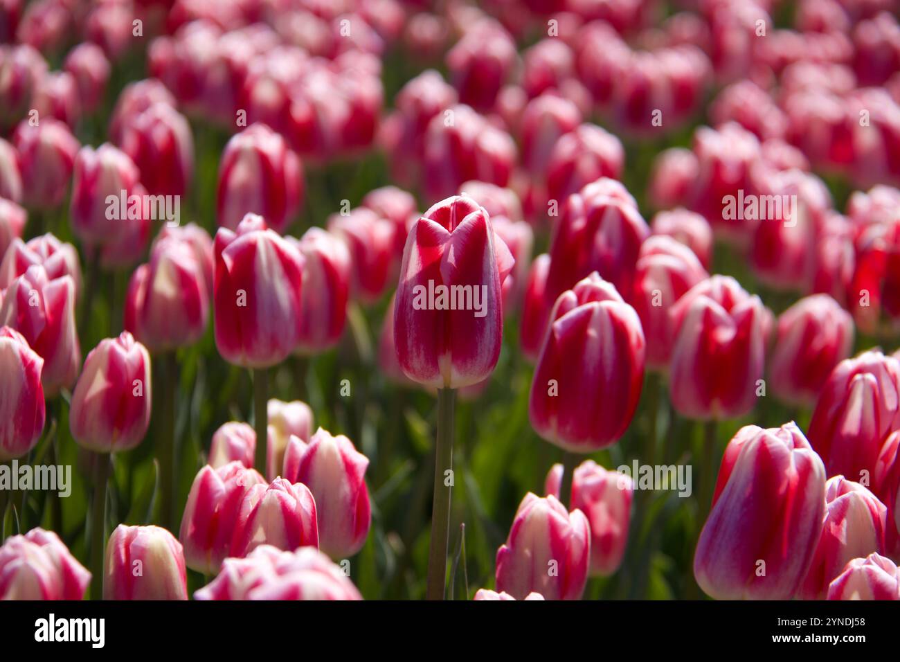 Temporada de flores hi-res stock photography and images - Alamy