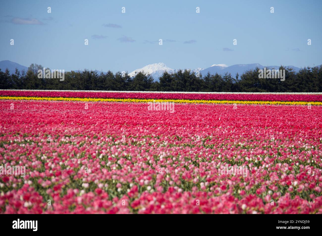 Campos de chile hi-res stock photography and images - Alamy