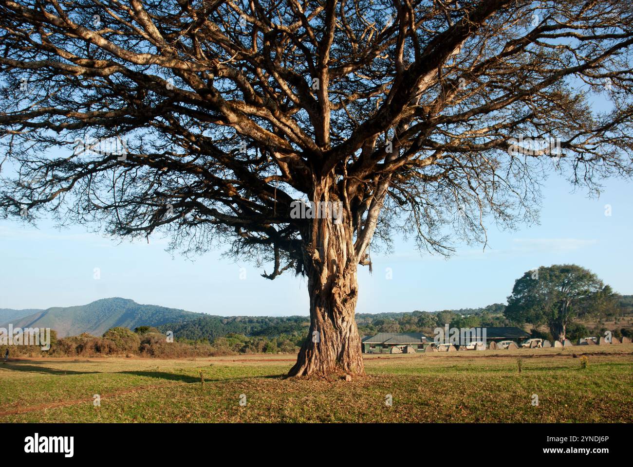 The main tree in the center of the Simba Campsite in the Ngorongoro ...