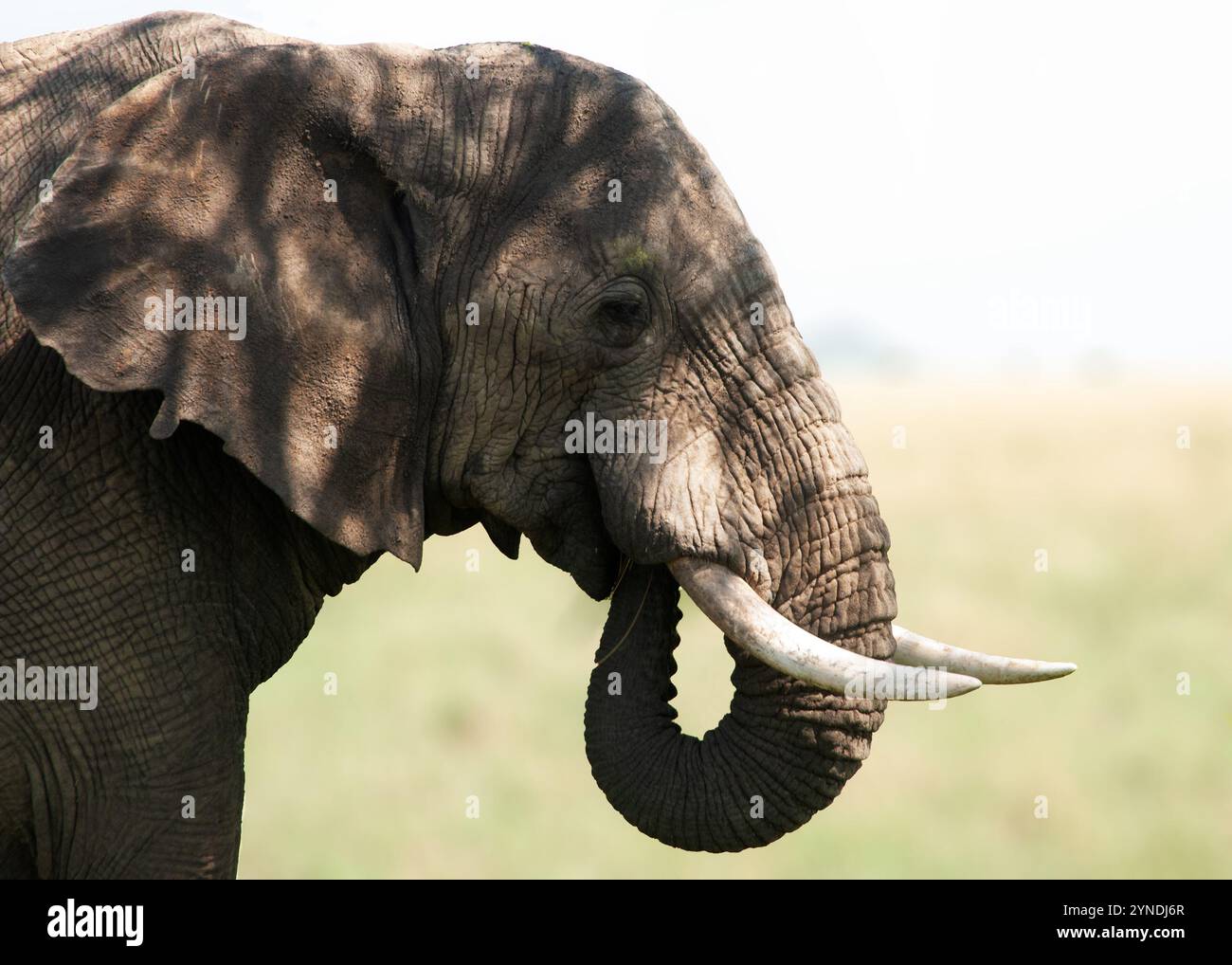 The right side of an elephant＇s head up close in the Serengeti National ...
