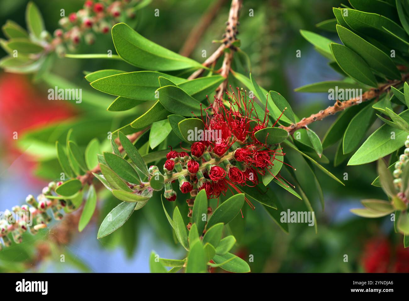 Callistemon shrub bush red flowering Stock Photo - Alamy