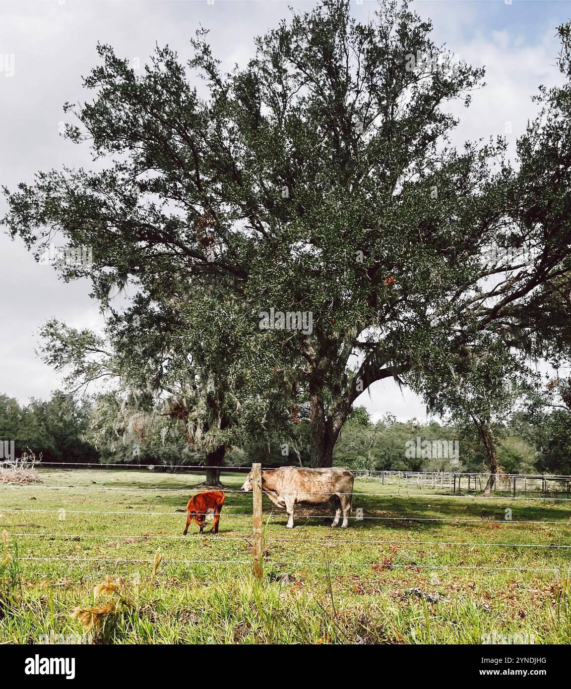 Brown Calf and White Cow Standing Underneath a Large Oak Tree in ...