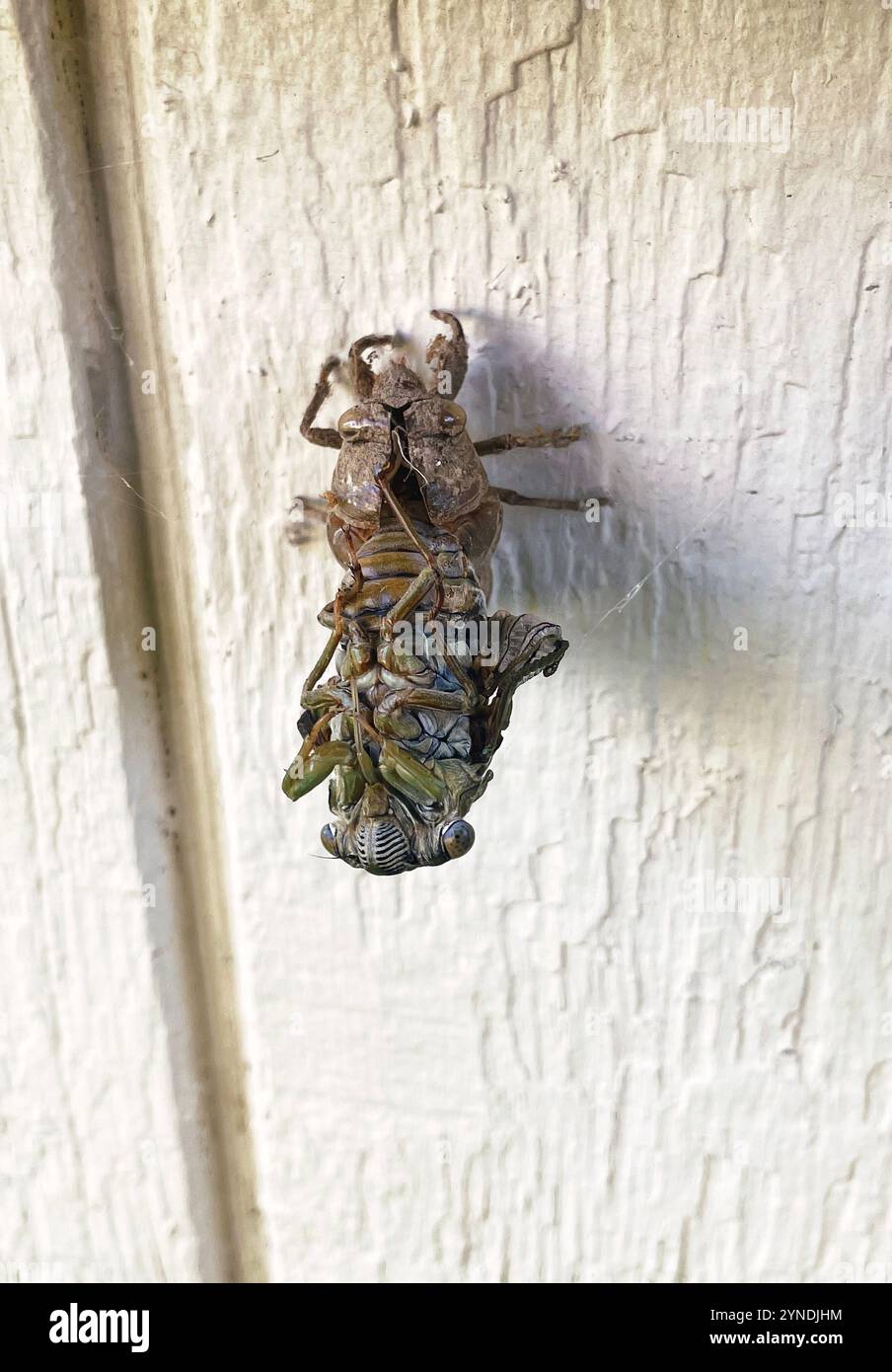 A Cicada Molting Emerges From Shell Stock Photo - Alamy