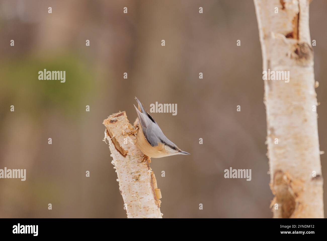 nuthatch on birch tree Stock Photo - Alamy