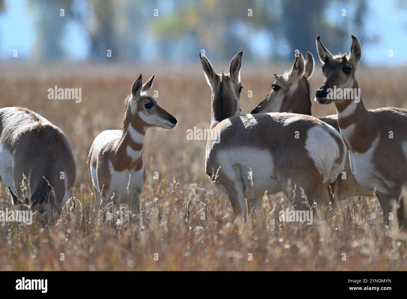 Pronghorn antelope bucks in tetons hi-res stock photography and images ...