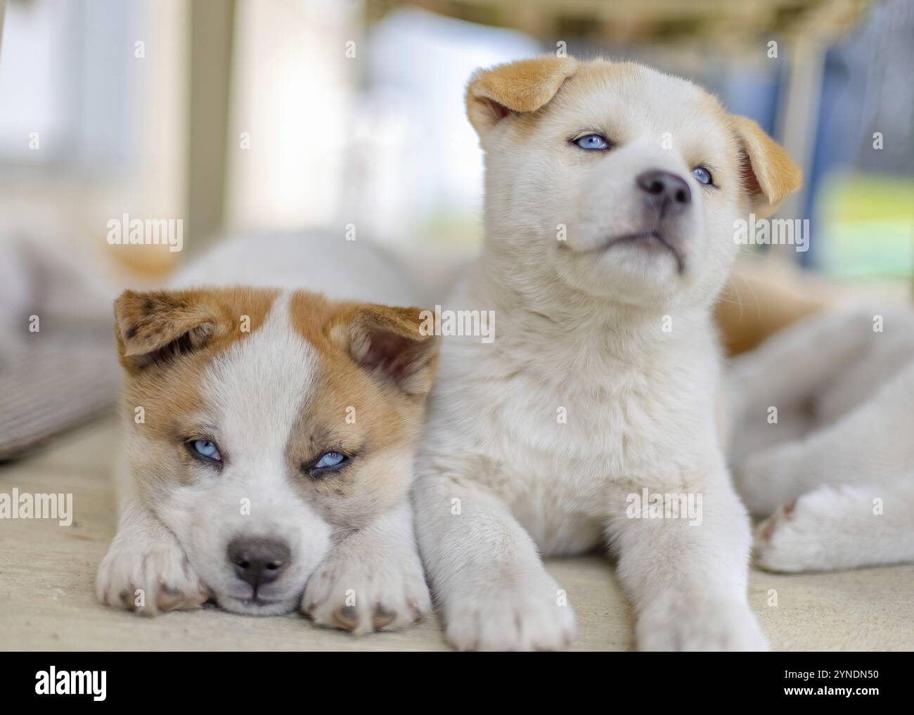Two Huskita puppies, a mix of Akita and Husky, are lying together. One ...