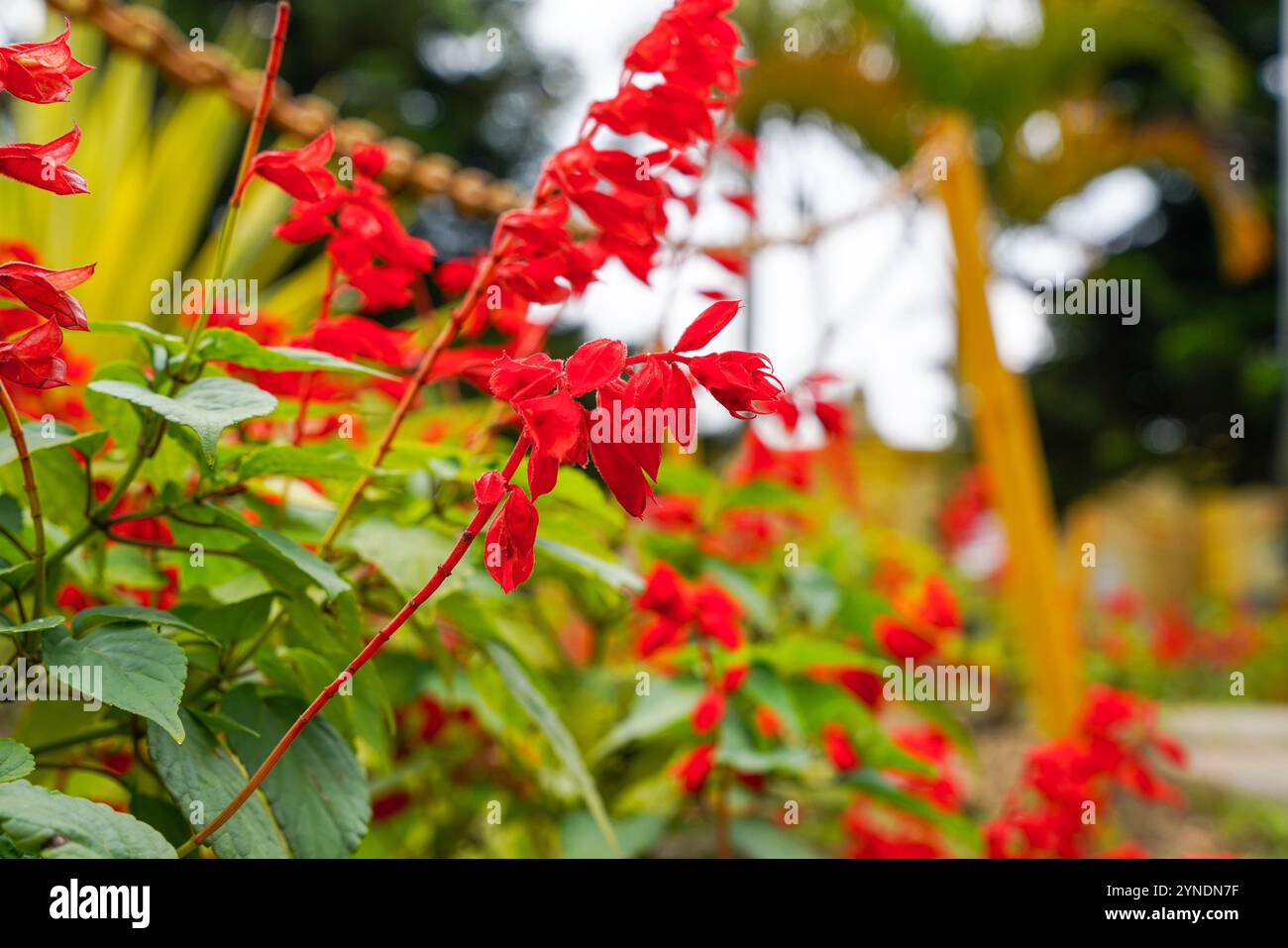 Red Salvia splendens, the scarlet sage( Salvia sage, Salvia nemorosa ...