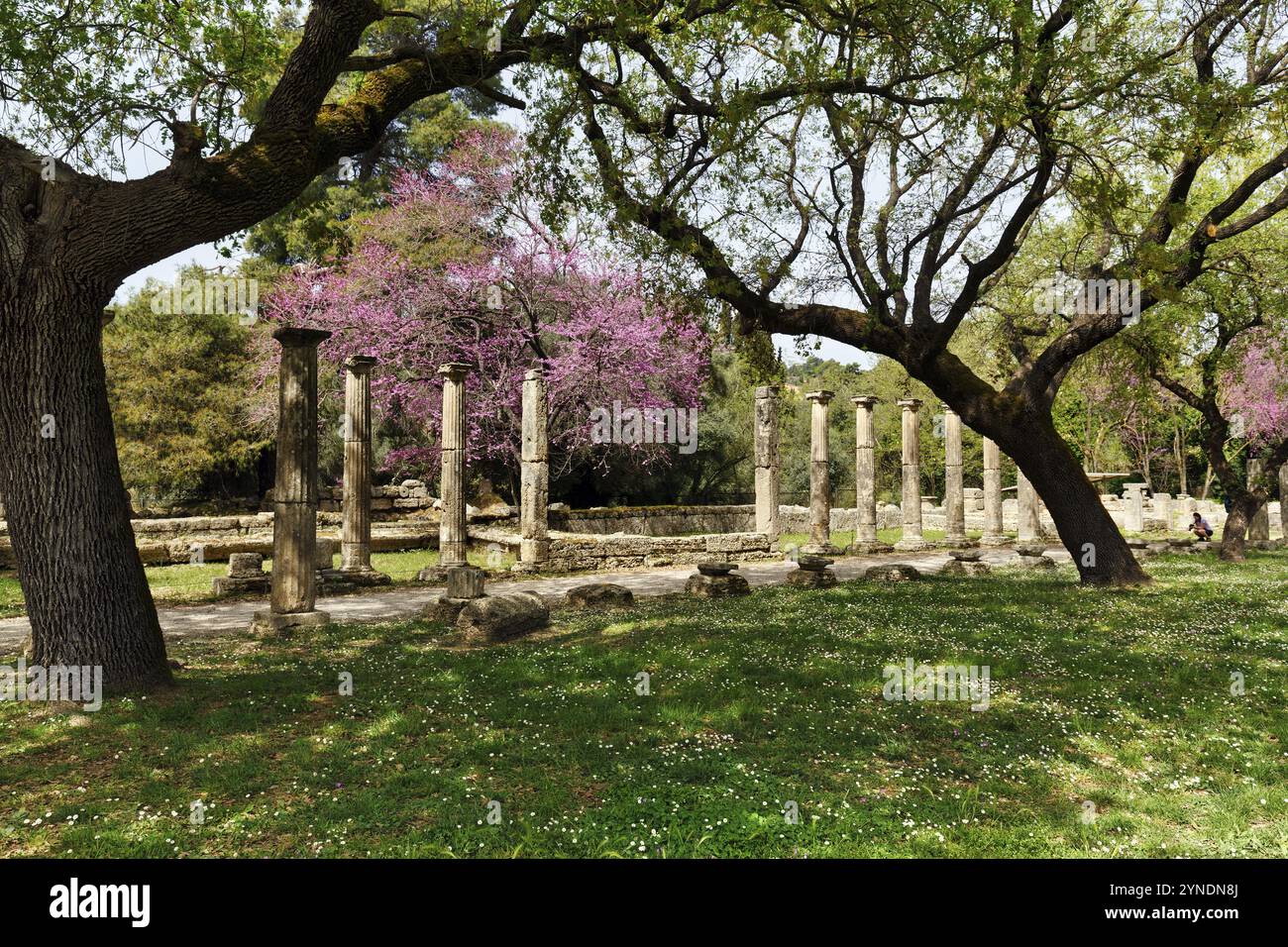 Palaestra, restored ruins, columns, blossoming trees in spring, ancient ...