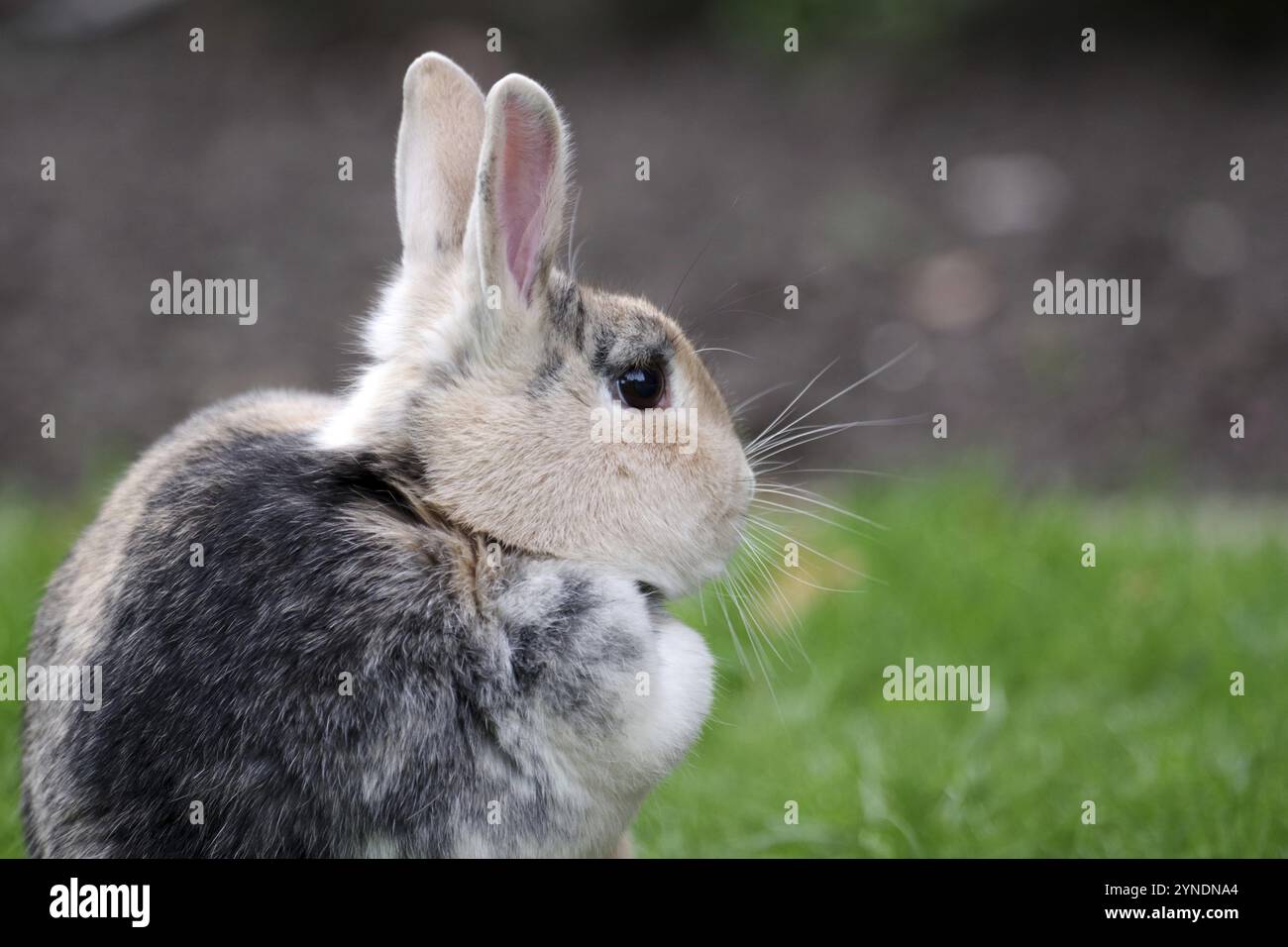 Rabbit (Oryctolagus cuniculus domesticus), animal, portrait, cute, The ...
