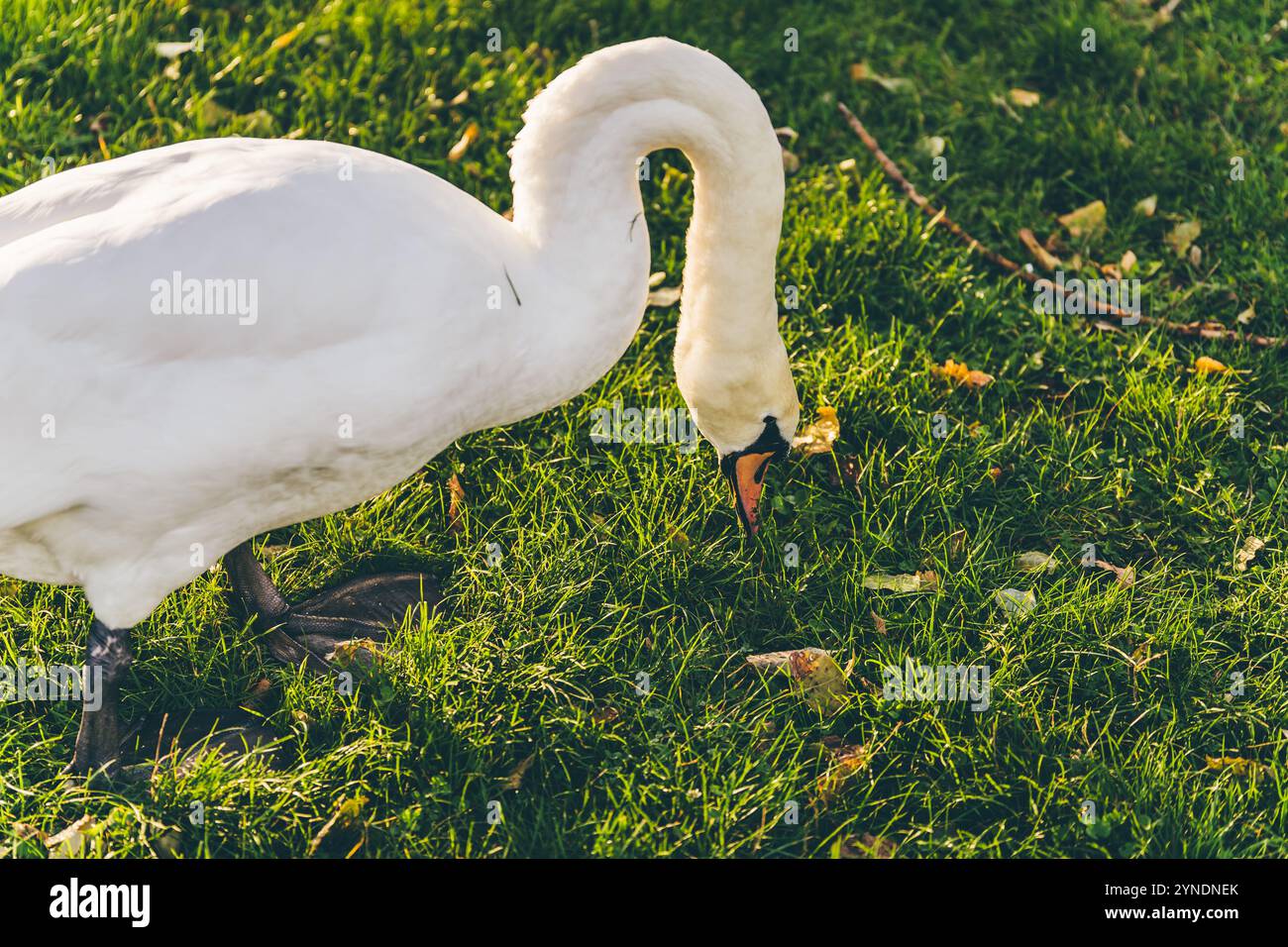 Feather grass in meadow under hi-res stock photography and images - Alamy
