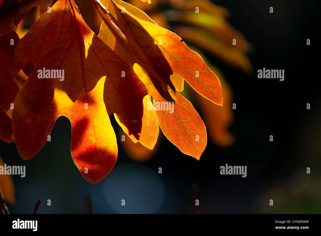 Yellow backlit background hi-res stock photography and images - Alamy