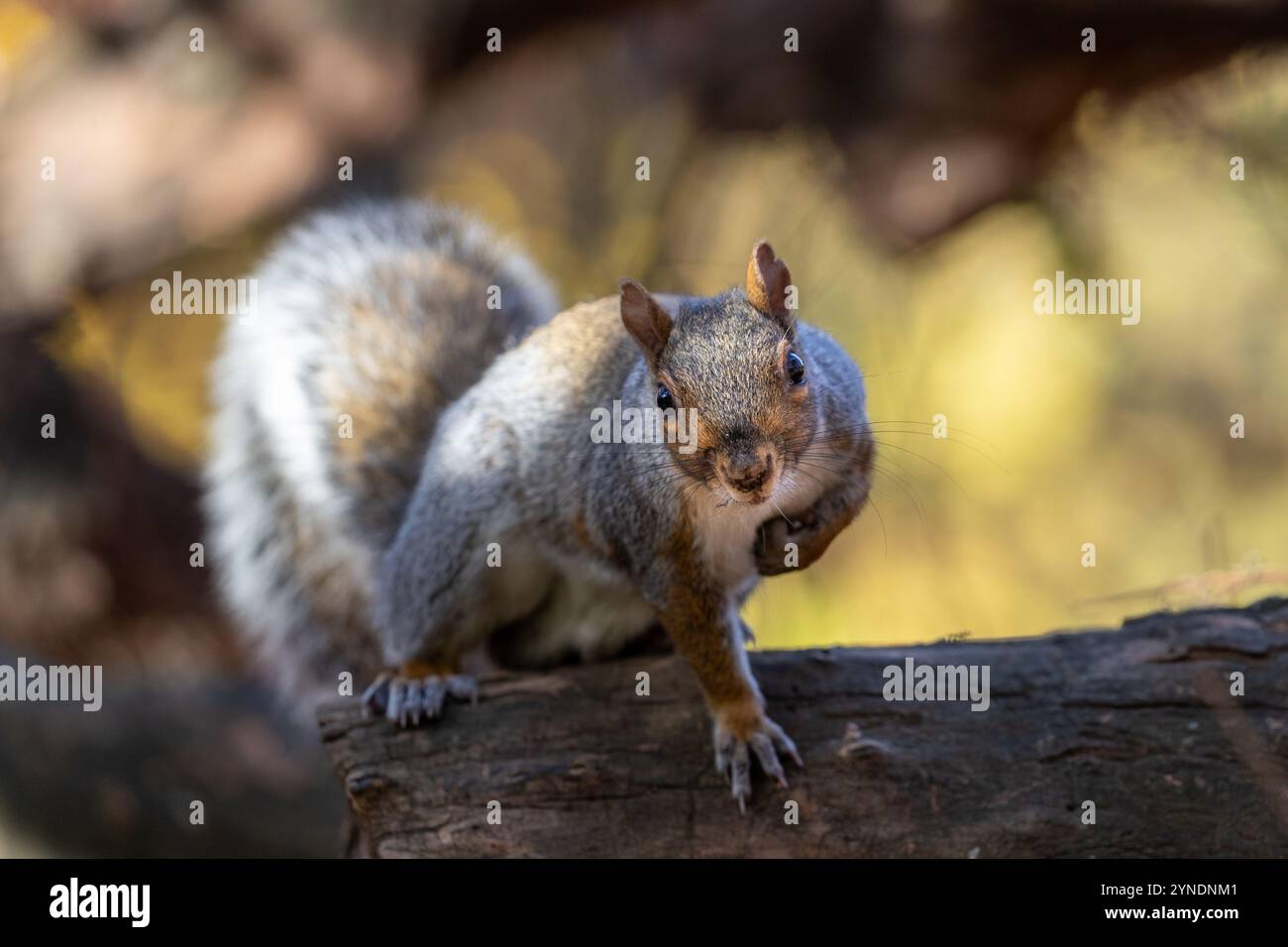 Face on view of squirrel hi-res stock photography and images - Alamy