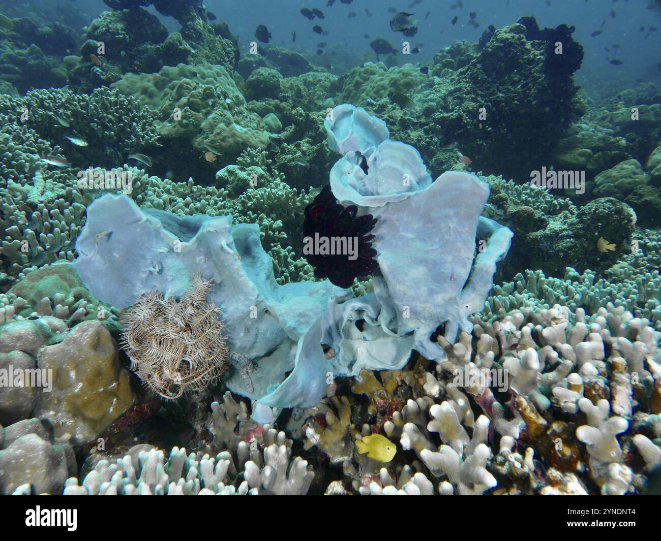 Blue tube sponge hi-res stock photography and images - Alamy