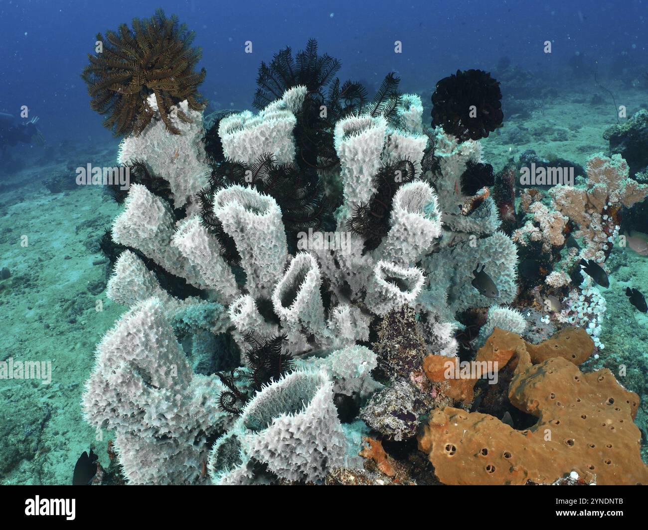 Twin reefs hi-res stock photography and images - Alamy