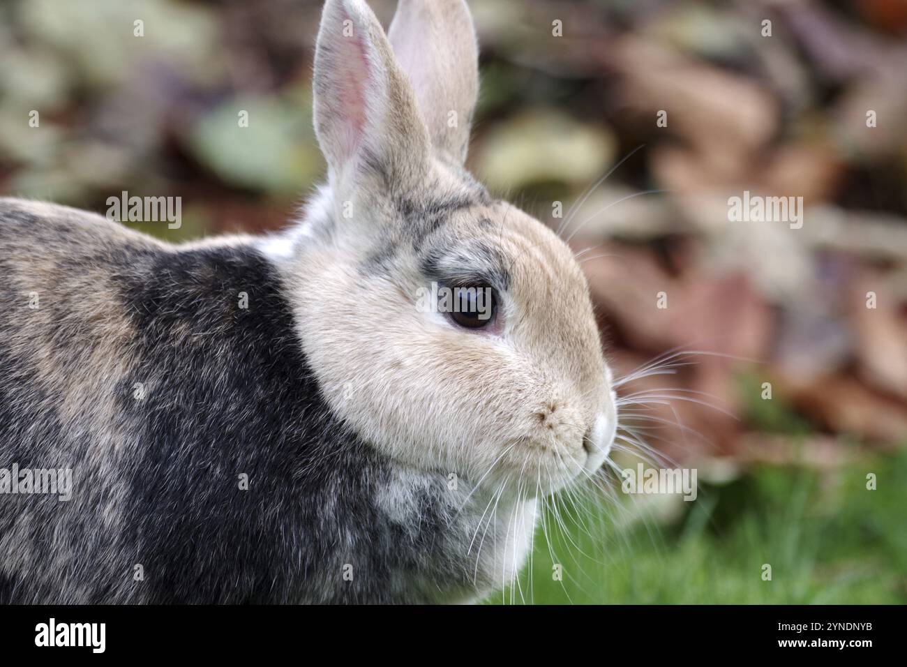 Rabbit (Oryctolagus cuniculus domesticus), animal, portrait, cute ...
