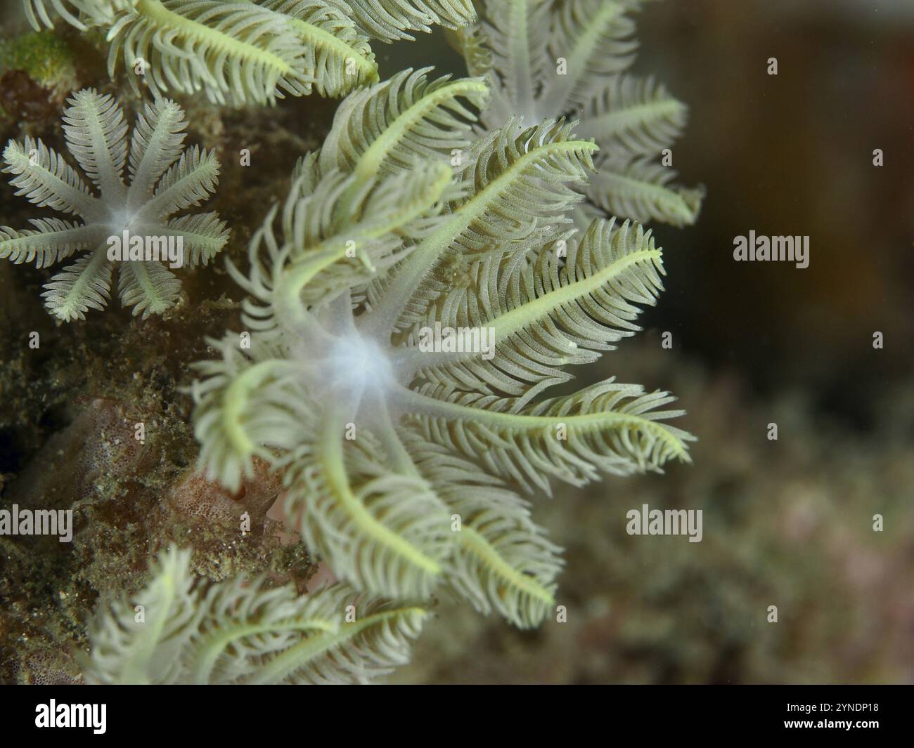 Clavularia viridis hi-res stock photography and images - Alamy