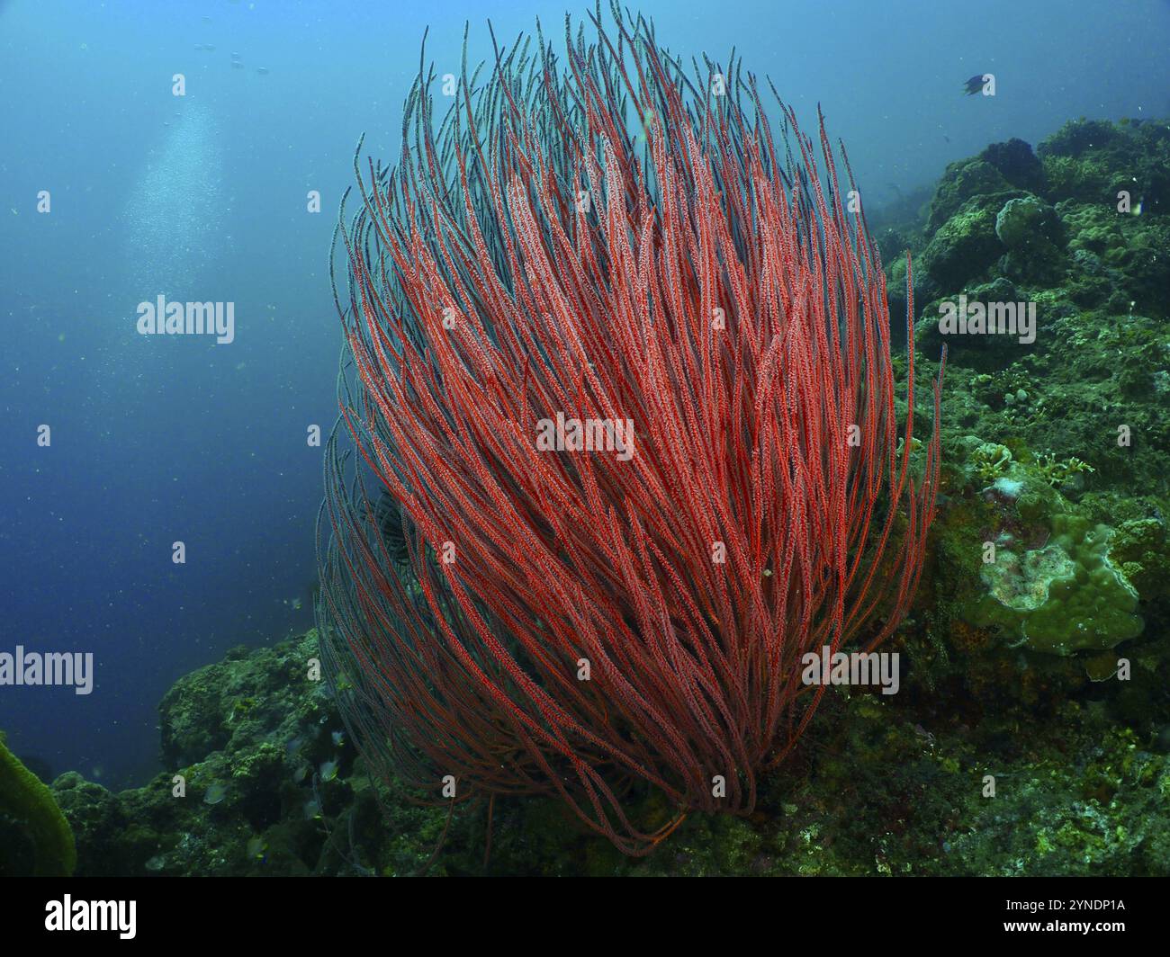 Living red shrub gorgonian (Ellisella ceratophyta) in the ocean, dive ...